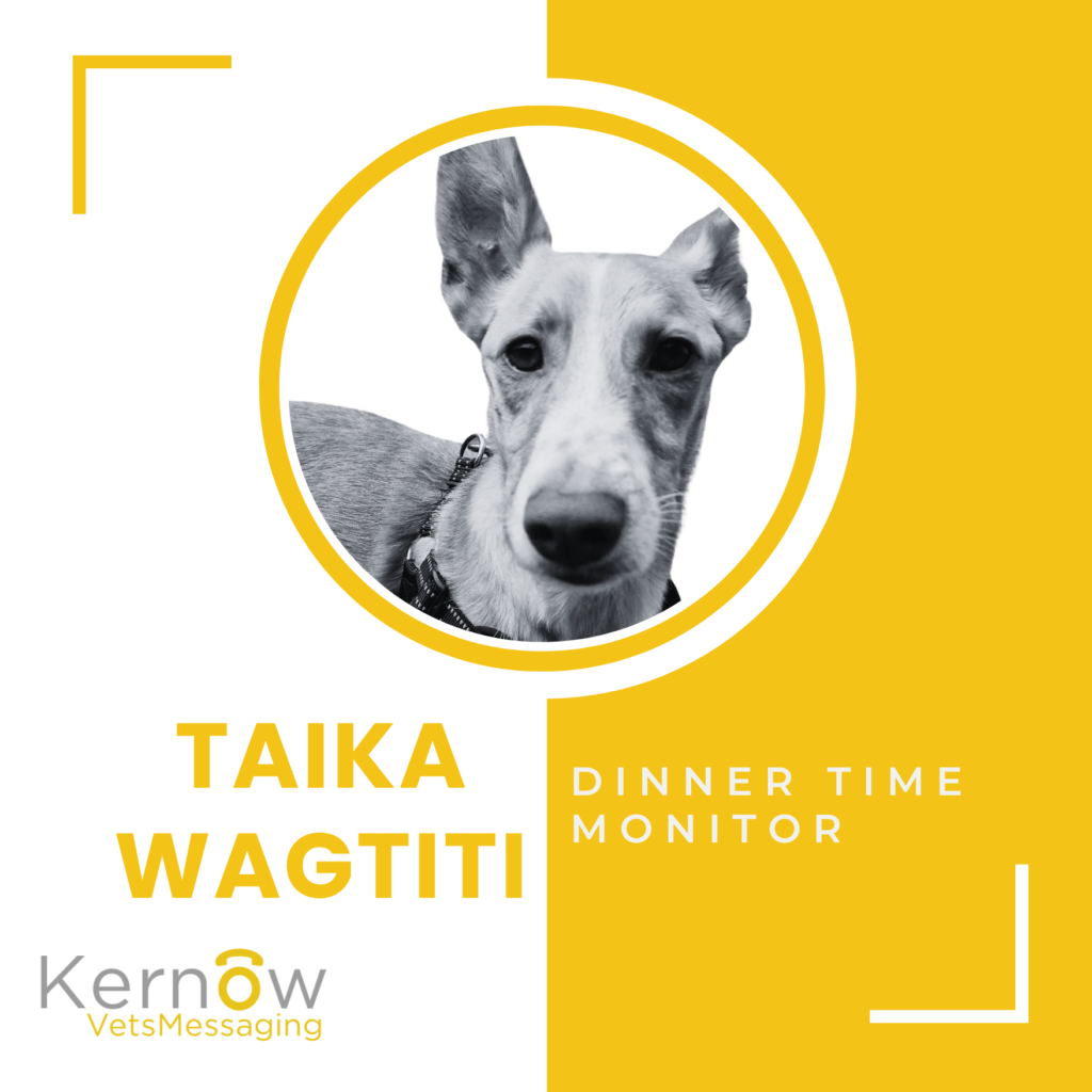 Meet the Team Mondays: Taika Wagtita, Dinner Time Monitor - Kernow Vets ...