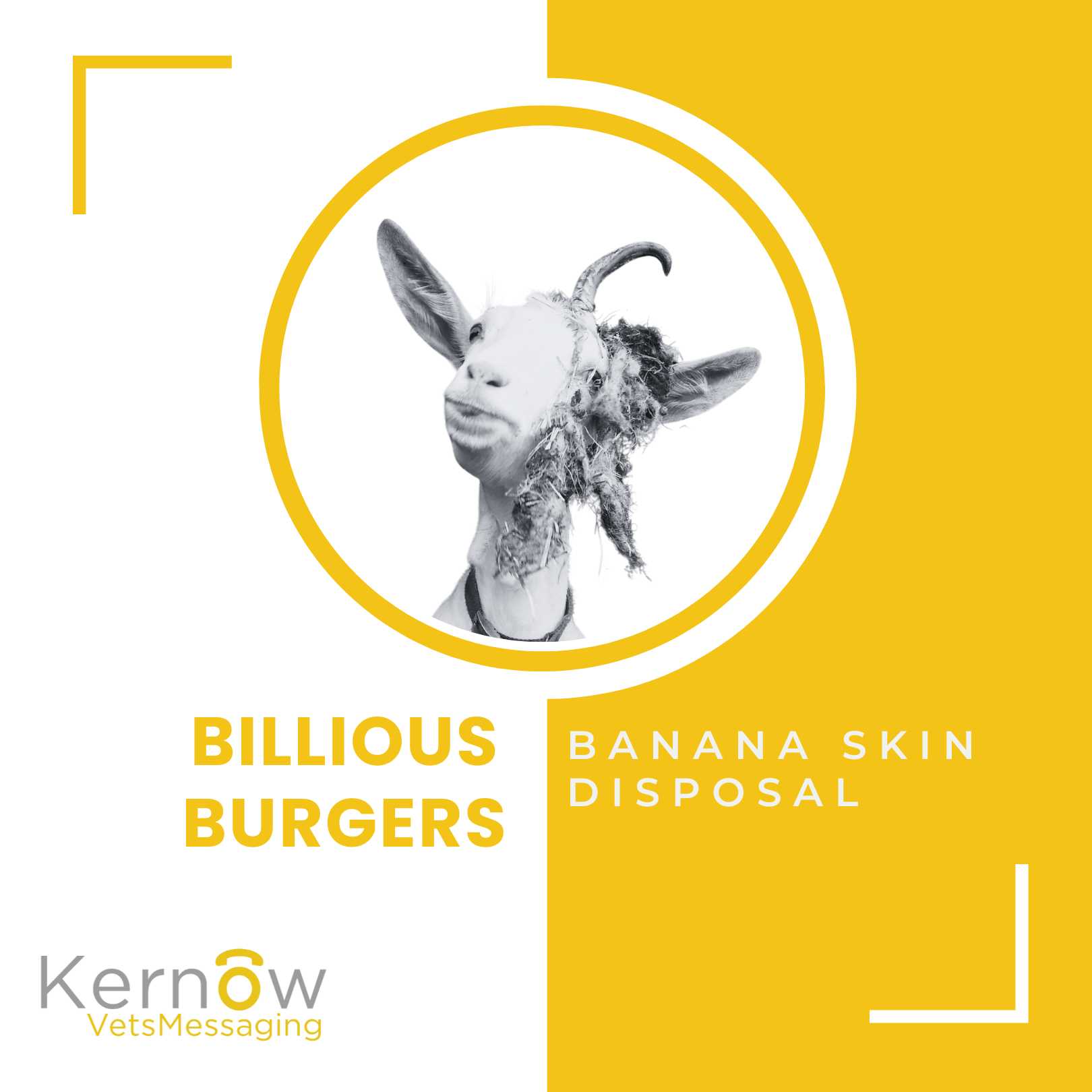 Meet Billious Burgers: The Banana-Loving Goat with a Mischievous Streak ...